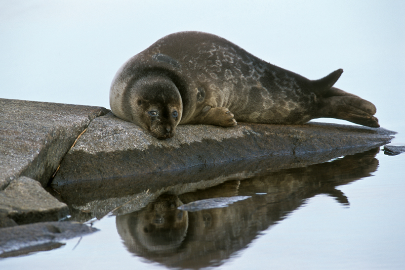 Norppapora ja 15 muuta jännittävän kiinnostavaa tietoa saimaannorpasta ...